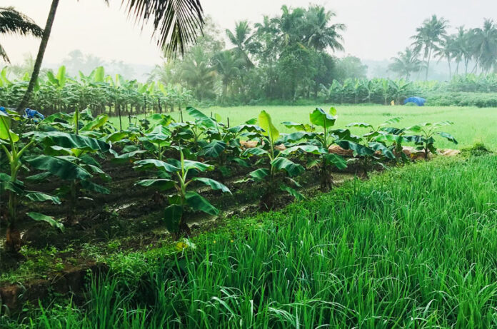 Organic Farming Basics - Trade & Grow with Tropical.food